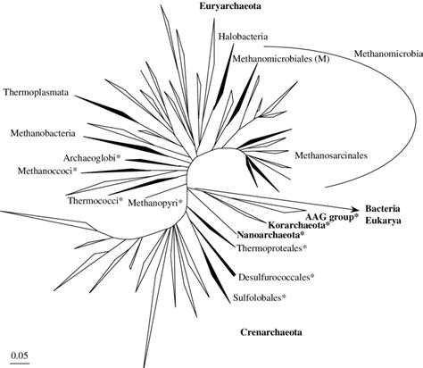 Ssu Rrna Archaeal Phylogeny Adapted From Schleper Et Al 2005