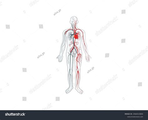 Human Circulatory System Cardiovascular System Vector Stock Vector Royalty Free 2564515855