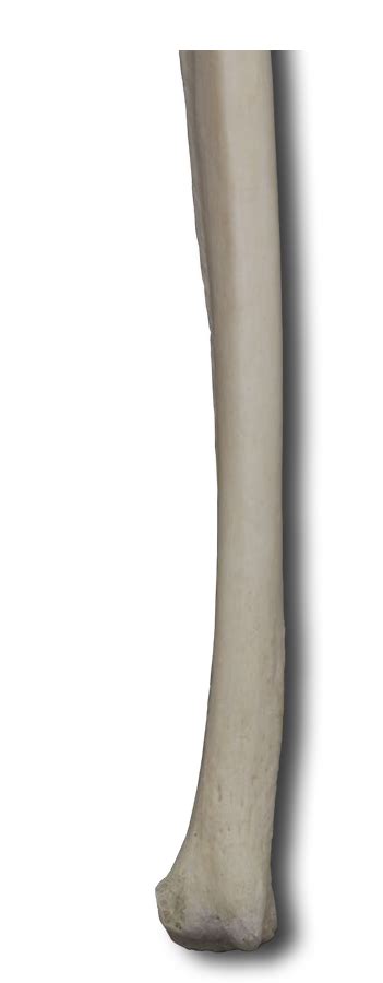 Ulna Supinator Crest