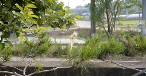 소나무에 신기한 흰 솔잎