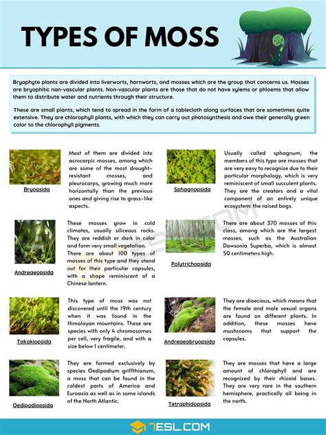 Types Of Mosses