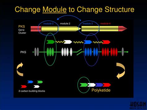 Ppt High Throughput Gene Synthesis And Cloning Of Polyketide Synthase Modules Powerpoint
