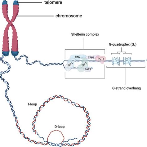 Telomere Biology Disorder Patients Present Increased Percentage Of