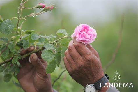Damask Rose Essential Oil Exceptional Natural Extract