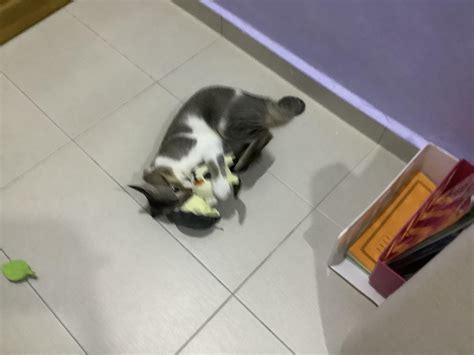 He Hates Mimikyu Scrolller