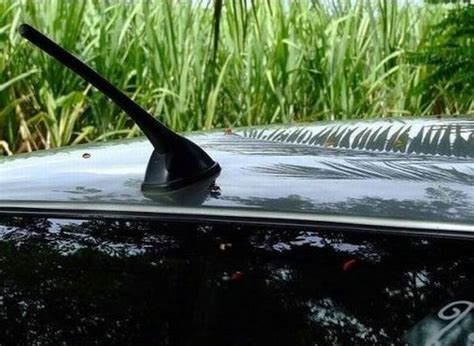 Night Owls Sb Car Sex