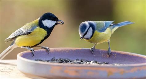 Voici pourquoi vous devez à tout prix arrêter de nourrir les oiseaux de