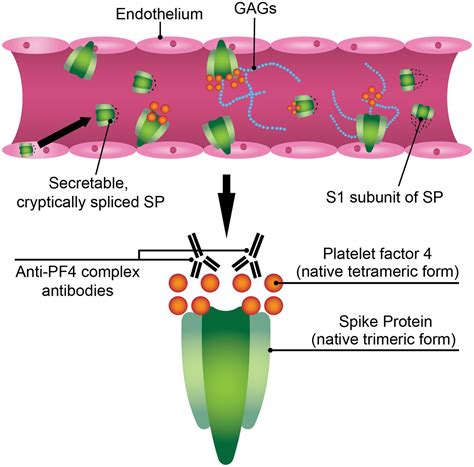Frontiers Vaccine Induced Immune Thrombotic Thrombocytopenia What Do
