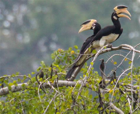 Cannundrums Malabar Pied Hornbill