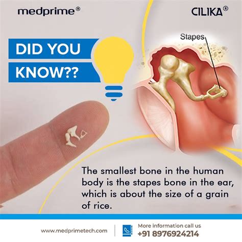 Bones In Ear Artofit