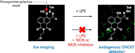 A Diazaborine Activity‐based Sensing Fluorescent Probe Reports