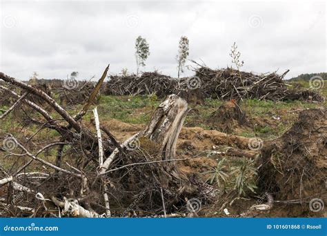 Trees After The Hurricane Stock Photo Image Of Drop