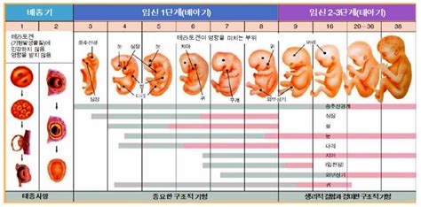 생애주기에 따른 인간의 성장과 발달 태내기