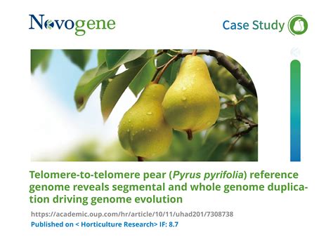 Telomere To Telomere Pear Pyrus Pyrifolia Reference Genome Reveals Duplication Driven Genome