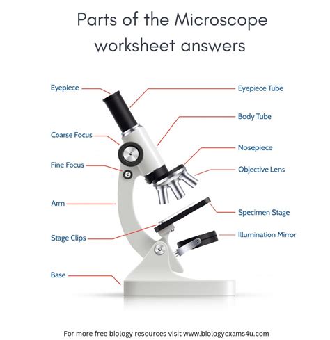 Microscope Labeling Worksheet Answers Printable Pdf Template