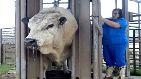 Amazing Modern Automatic Cow Farming Technology Fastest Feeding Cleaning And Milking Machines 2