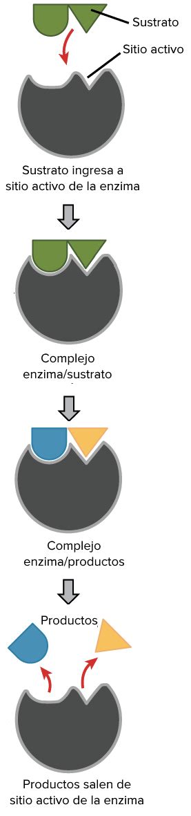 Ejemplo De Complejo Enzima Sustrato Enzima Wikiwand