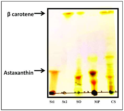 Thin Layer Chromatography Profile Of Carotenoids Obtained From