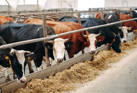 Premium Photo Close Up Of Many Cows On A Big Farm