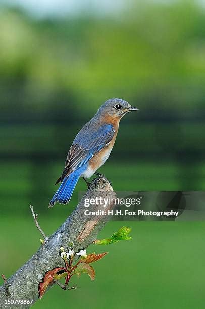Female Eastern Bluebird Photos And Premium High Res Pictures Getty Images