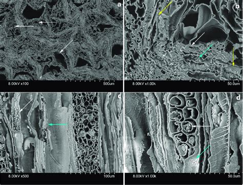 Scanning Electron Microscopy Sem Micrographs From Cross Sections