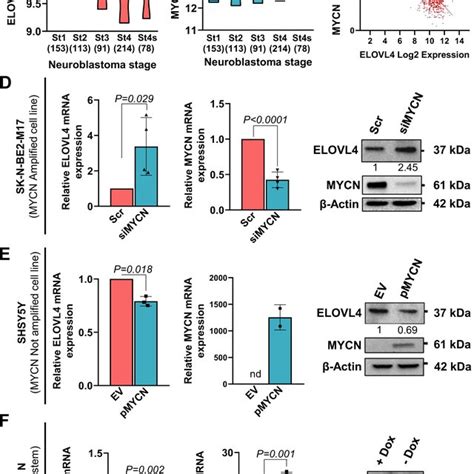 Elovl4 Expression Is Regulated By Mycn The Expression Of Elovl4 A And