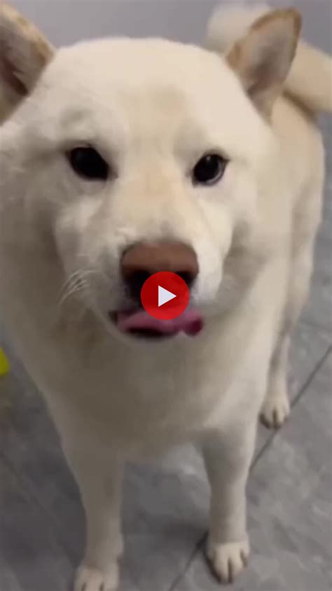 얘는 왜이러는 걸까요 치지직 에펨코리아