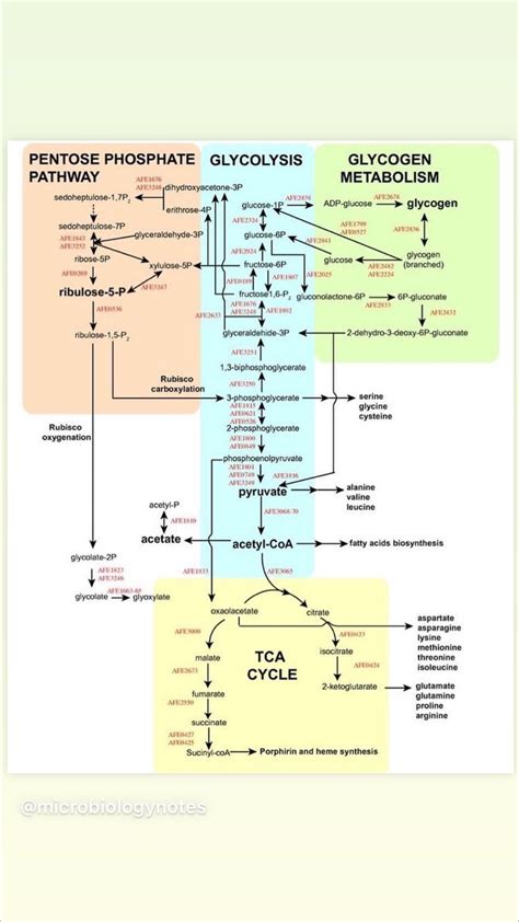 Nazim Uddin Emon On Linkedin Glycolysis Glucogenesis Ppp Tca