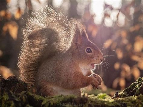 I Heart Squirrel 🐿️s Instagram Post Hold That Pose 👈 Follow For