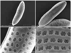 Applied Enzyme Chemistry Okayama University Graduate Babe Of Environmental And Life Science