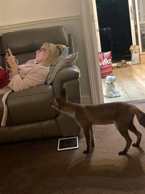 Cheeky Creature Befriends Couple By Stealing Shoes And Wallet