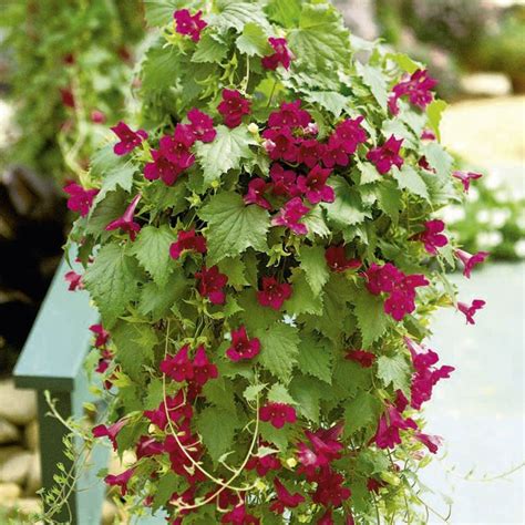 Lofos Plants Growing Guide - Suttons Gardening Grow How