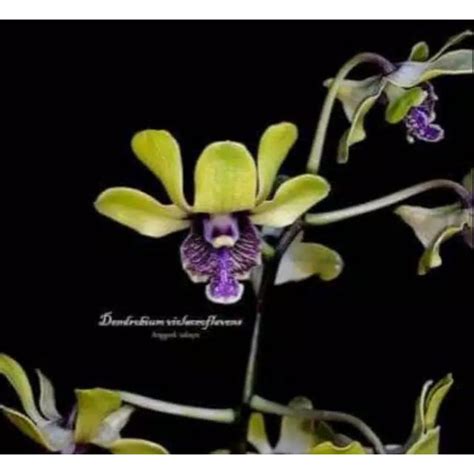 Jual Seedling Anggrek Dendrobium Violaceoflavens Tanaman Hidup Tanaman