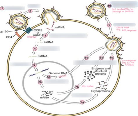 Hiv Replication Cycle Diagram Quizlet