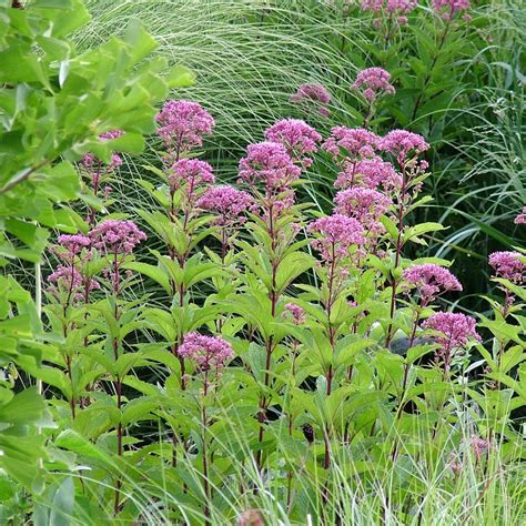 Eutrochium Fistulosum Joe Pye Weed Butterfly Effect Farm