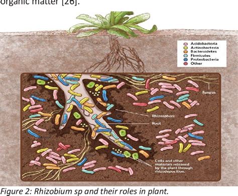 Pdf Role Of Soil Microbes In Agriculture A Review Semantic Scholar