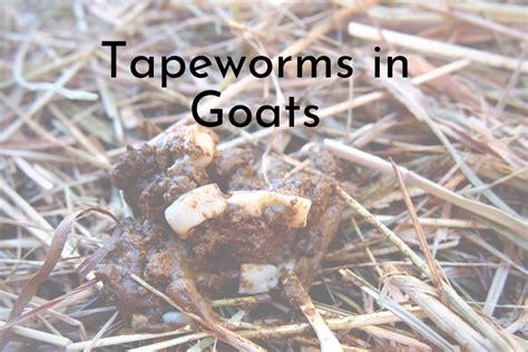 Tapeworms In Goats