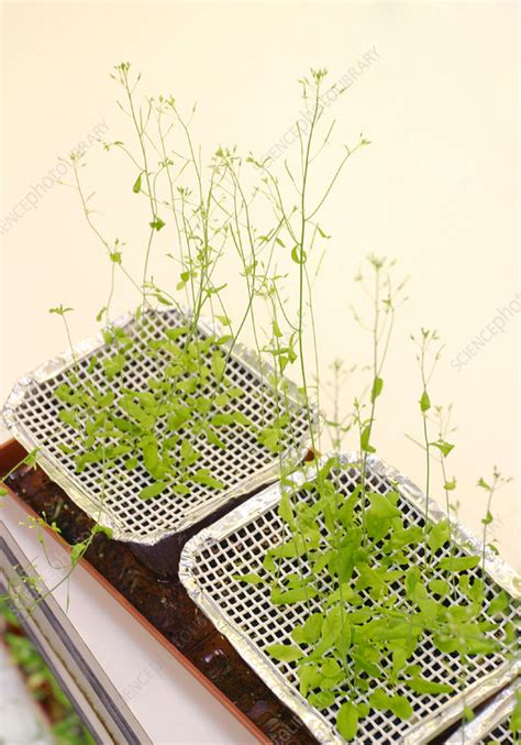 Arabidopsis Seedlings Genetics Research Stock Image G2101165