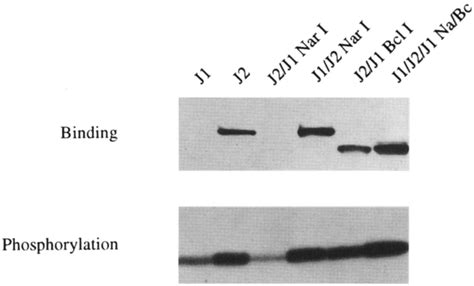 Mapping Of The C Jun Binding Site Of Jnk2 A A Series Of Jnk1jnk2 Download Scientific