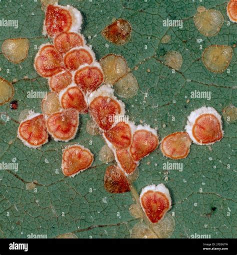 Heart Shaped Or Pyriform Scale Insect Protopulvinaria Pyriformis