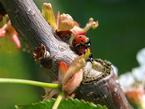 Emparejamiento Insecto Mariquita Foto Gratis En Pixabay Pixabay