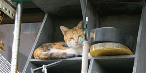 Wordpress 画面が真っ白になる不具合があった場合の対応の一つ エス技研