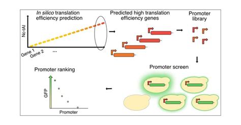 Tailwind Biotech On Linkedin Codon Trna Coadaptation Bias For Identifying Strong Native