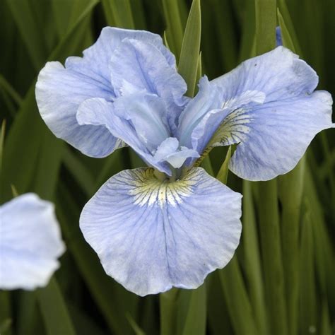 Siberi Iiris Dear Delight Kadaka Talu Taimeaed