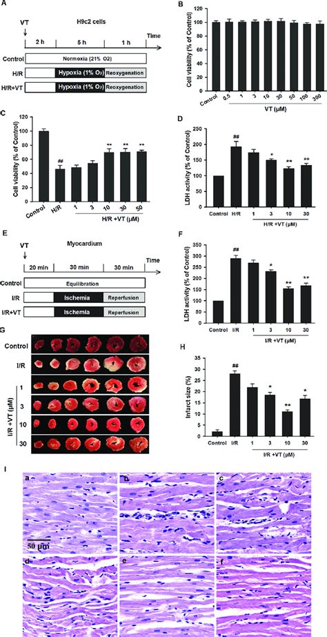 Vitexin Alleviated Cardiomyocyte Injury A Outline Of The