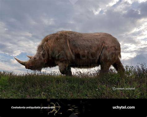 Woolly Rhinoceros Coelodonta Antiquitatis Image Buy Uchytel