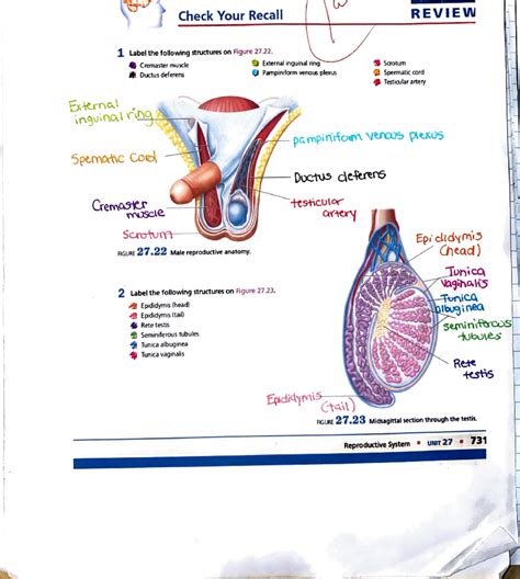 Reproductive System Lab Report T R I I I I I II I R J Check Your Recall REVIEW 1 Studocu