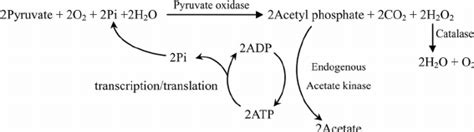 Atp Regeneration System Using Pyruvate Pyruvate Oxidase Ec 1233