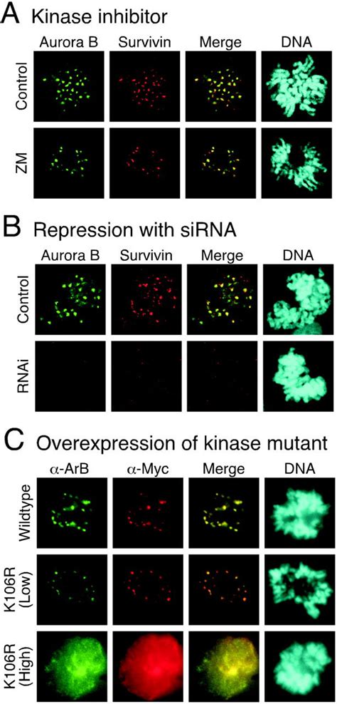 Zm447439 Does Not Prevent Localization Of Aurora B To Centromeres