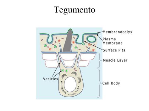 Ppt Trematodes Generalidades Powerpoint Presentation Free Download